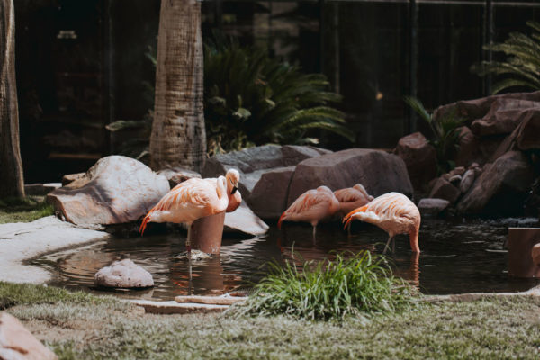 Las Vegas Wedding Weekend | Hannah + Jeb - Katie Byrd Photography